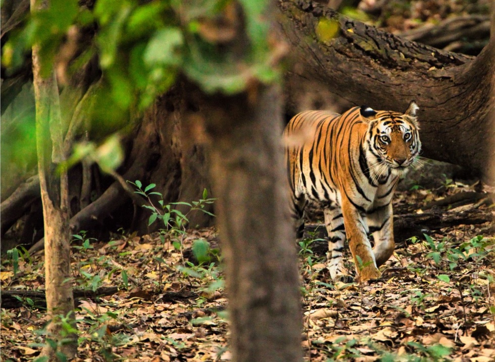 Unveiling India's Untamed Beauty: Unforgettable Tiger Safaris You Must ...